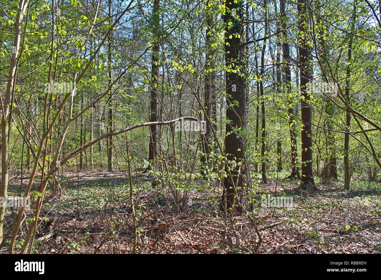 Beautiful trees in a forest in northern germany Stock Photo - Alamy