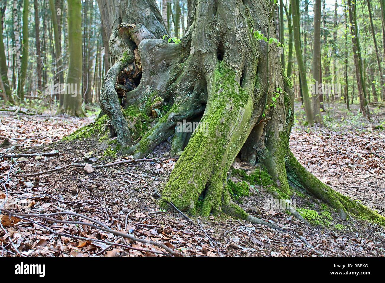 Beautiful trees in a forest in northern germany Stock Photo - Alamy