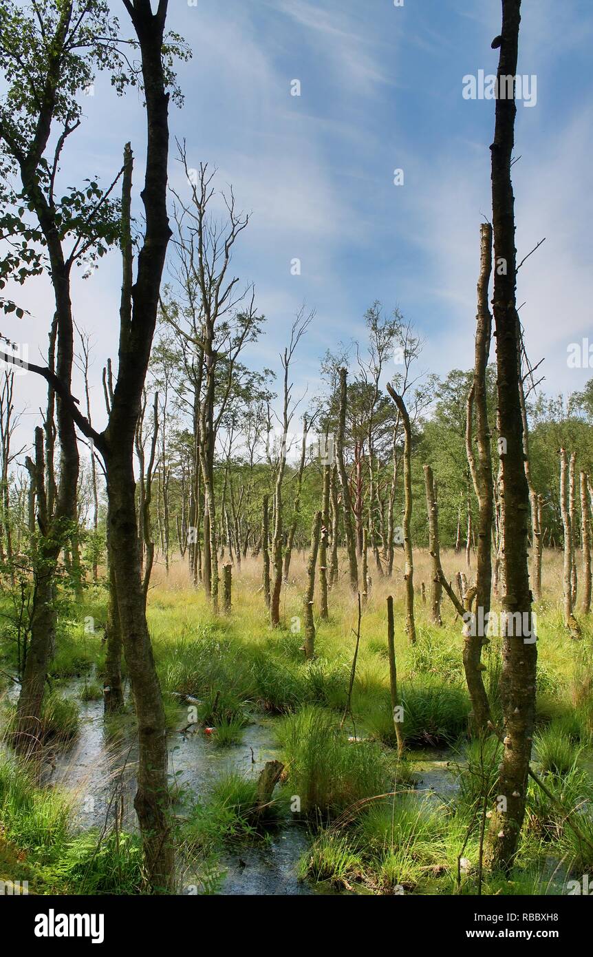 Beautiful trees in a forest in northern germany Stock Photo - Alamy