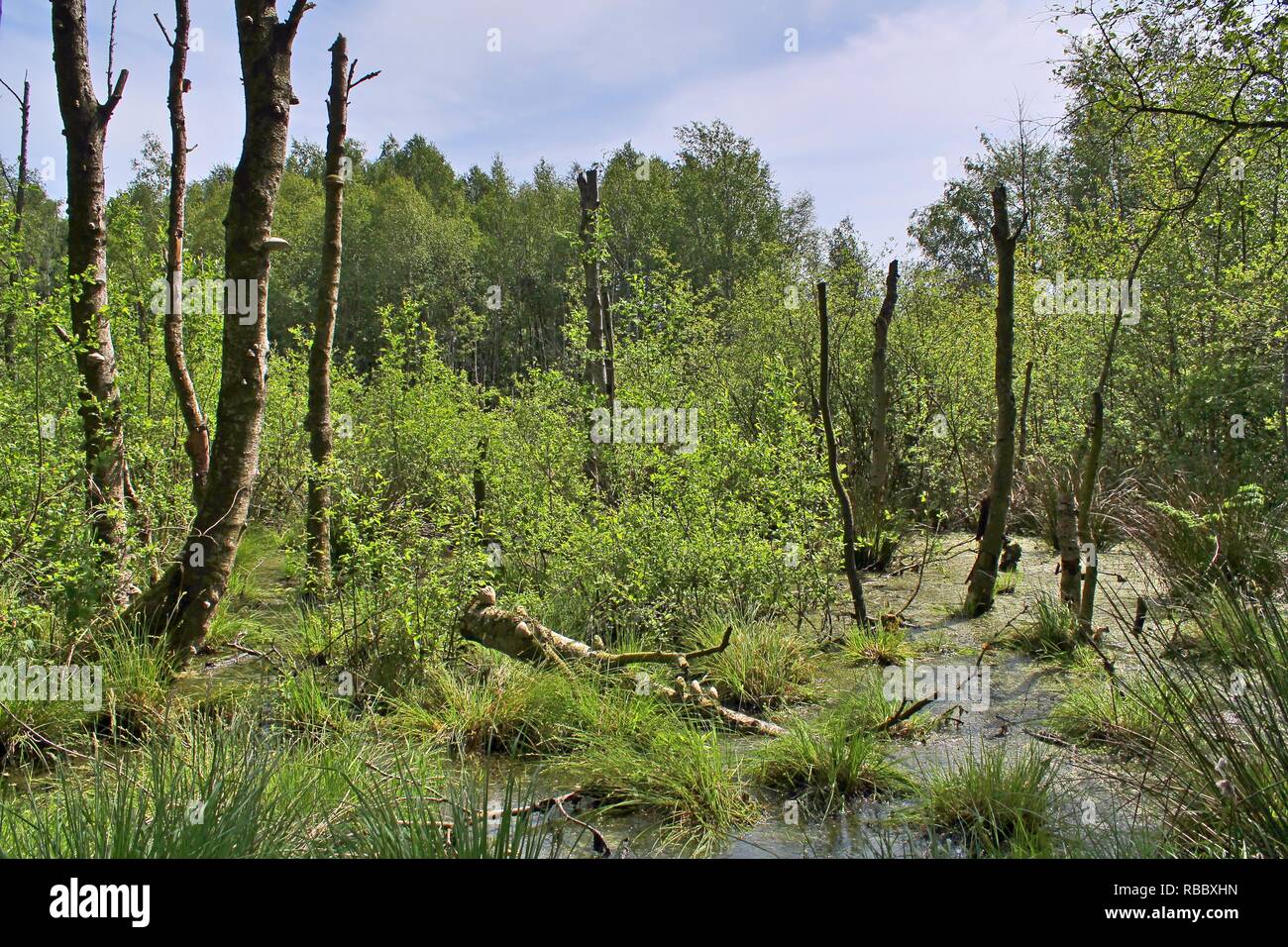 Beautiful trees in a forest in northern germany Stock Photo - Alamy