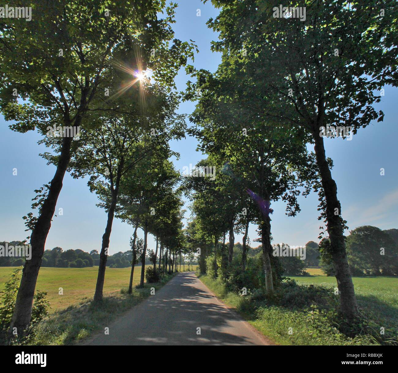 Beautiful trees in a forest in northern germany Stock Photo - Alamy