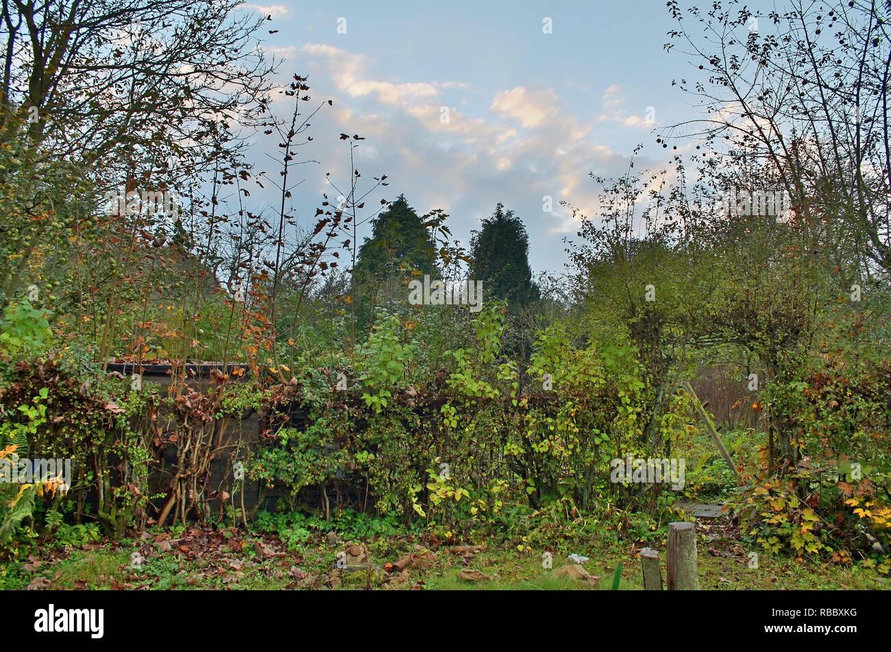 Beautiful trees in a forest in northern germany Stock Photo - Alamy