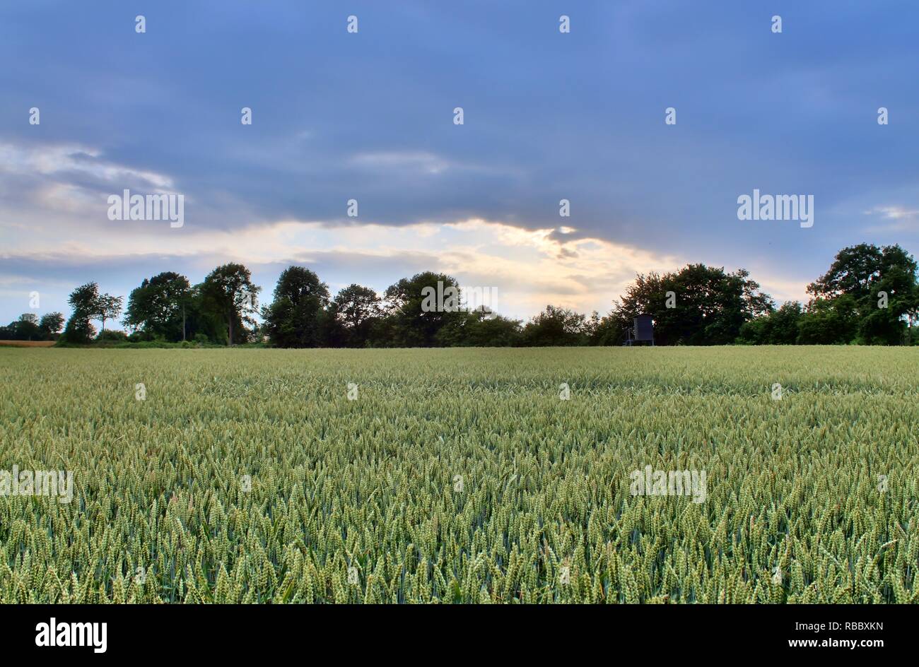 Beautiful landscape with green grass and nice trees Stock Photo - Alamy