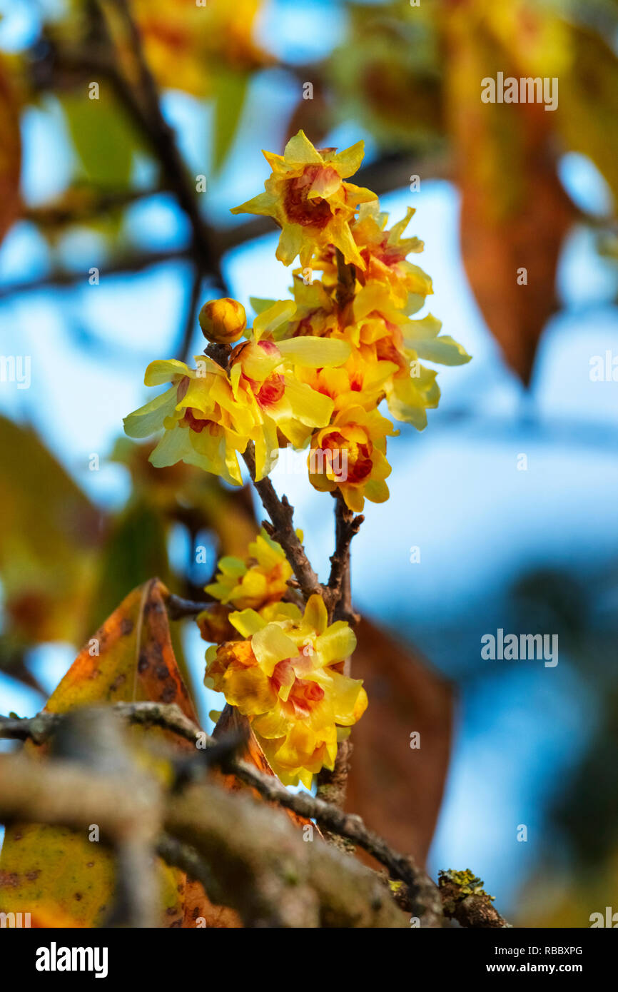 Wintersweet Tree High Resolution Stock Photography and Images - Alamy