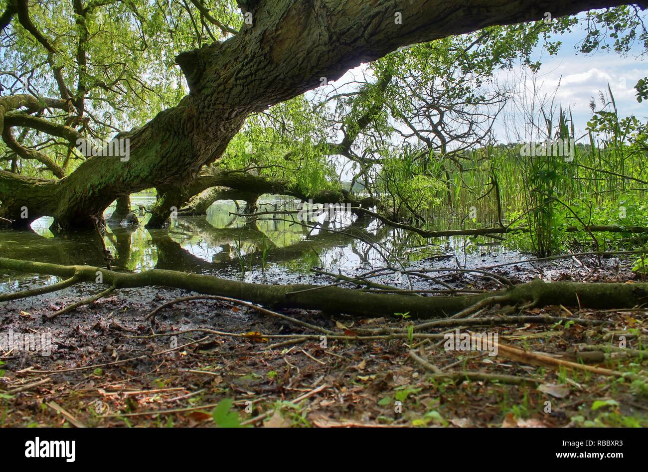 Beautiful lake view in a northern germany summer Stock Photo - Alamy