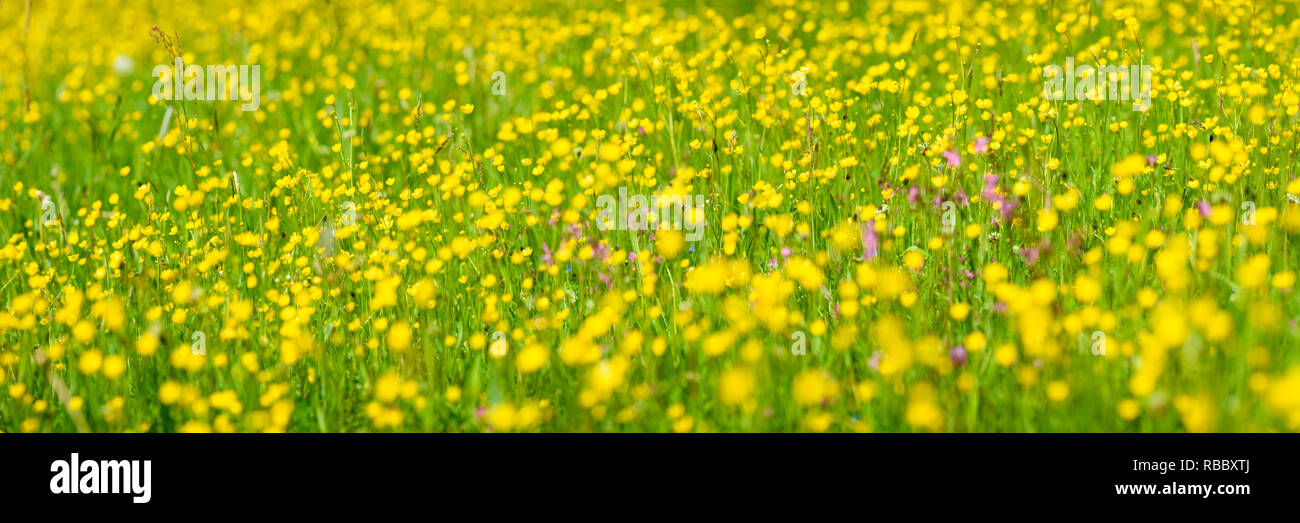wide angle banner with blooming flowers on meadow Stock Photo - Alamy