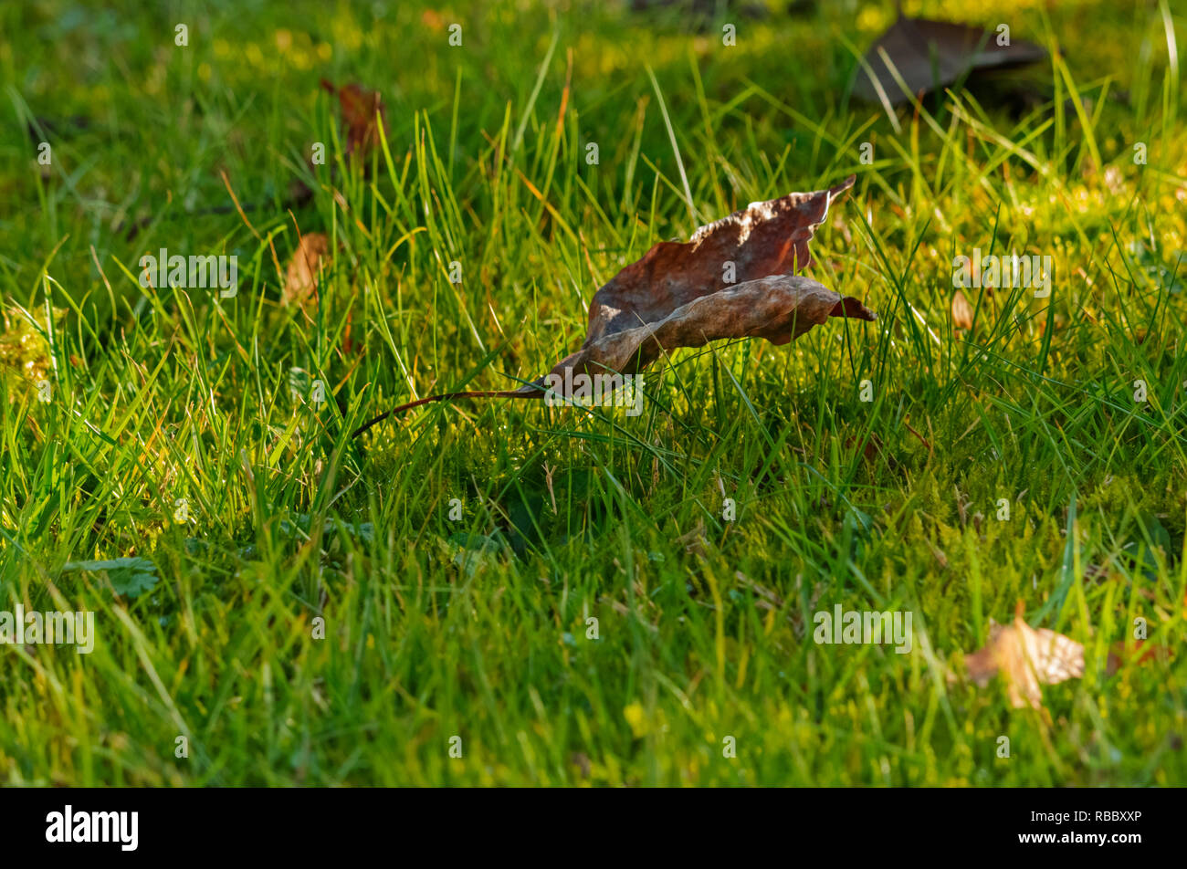 One dry leaf on a green field , bright grass and moss in a sunny day ...