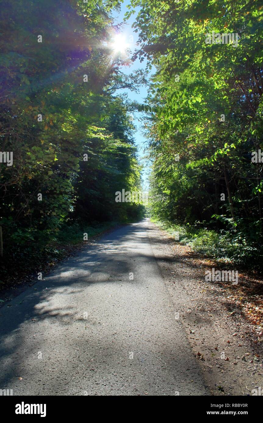 Beautiful landscape with green grass and nice trees in northern Germany ...