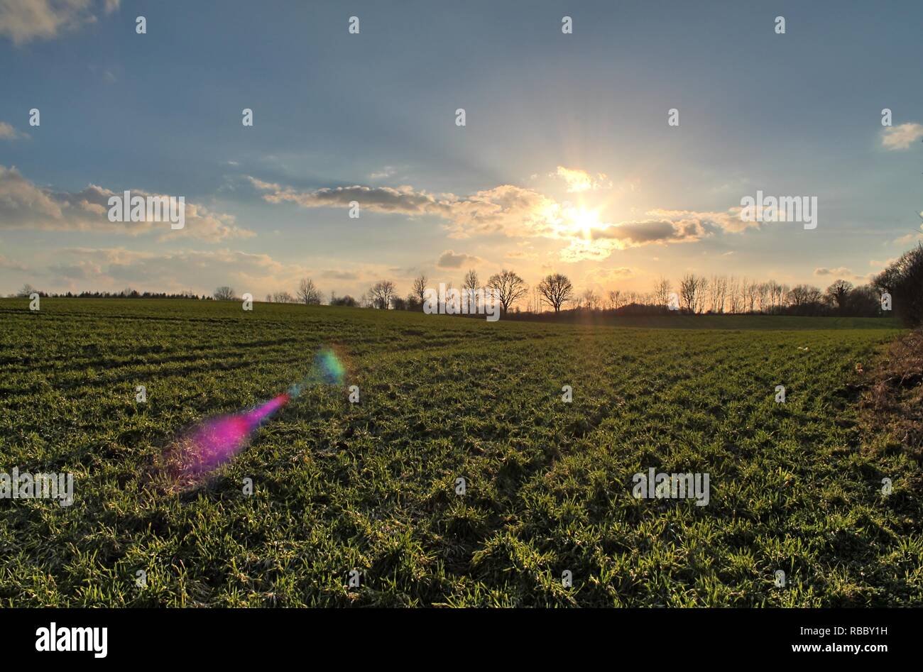 Beautiful landscape with green grass and nice trees in northern Germany ...