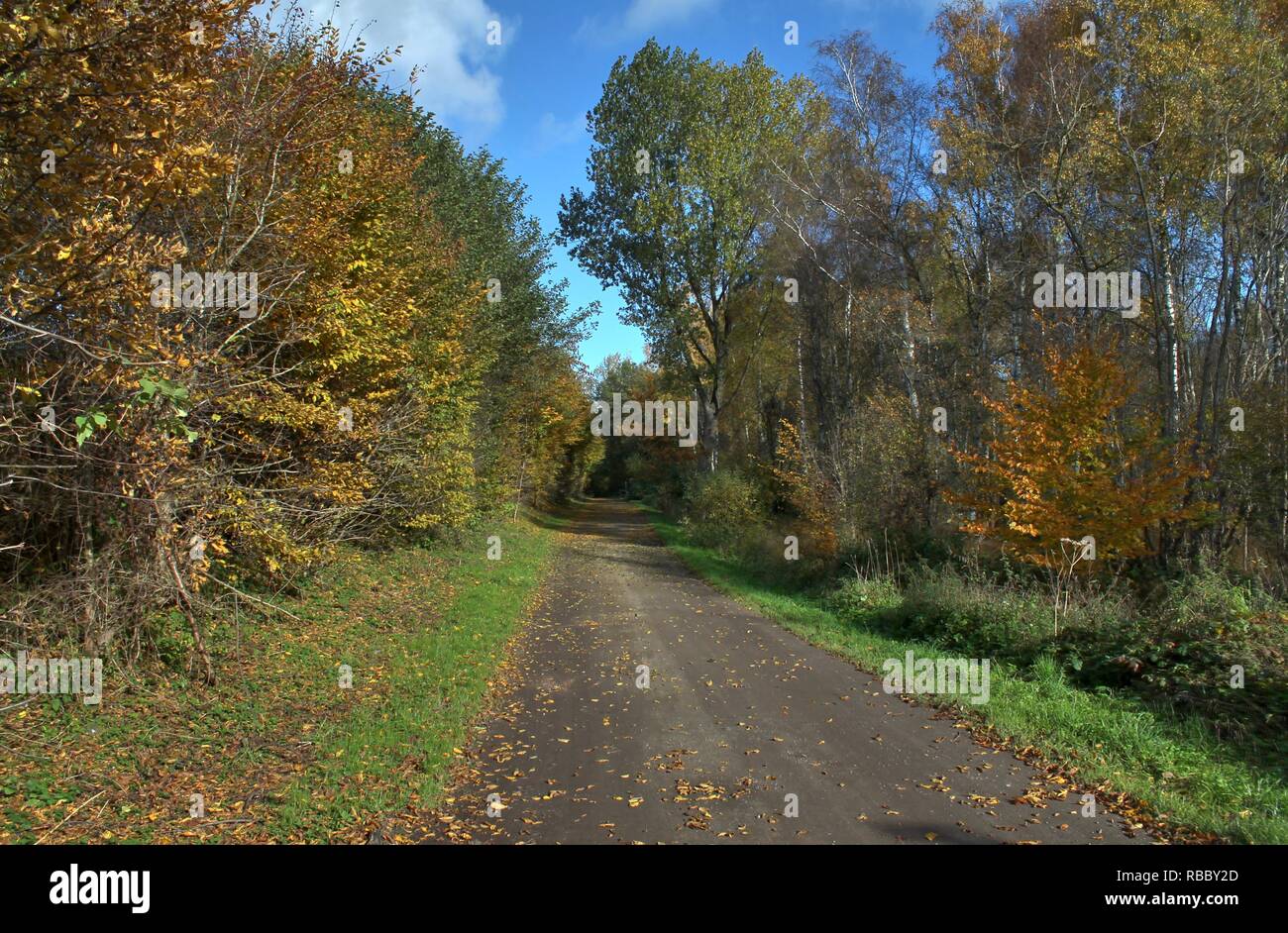 Beautiful landscape with green grass and nice trees in northern Germany ...