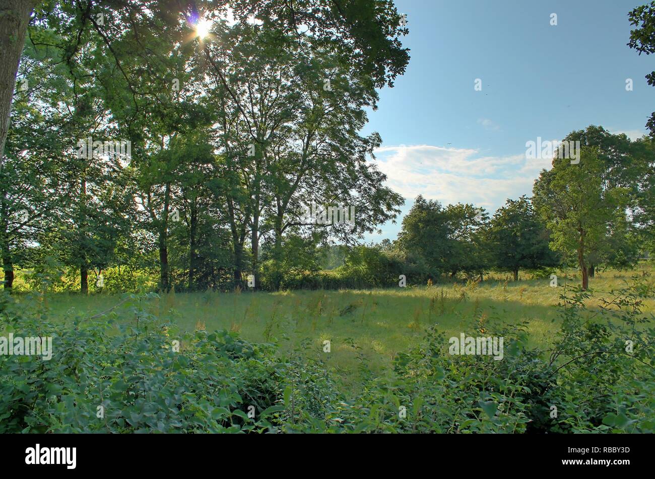Beautiful landscape with green grass and nice trees in northern Germany ...