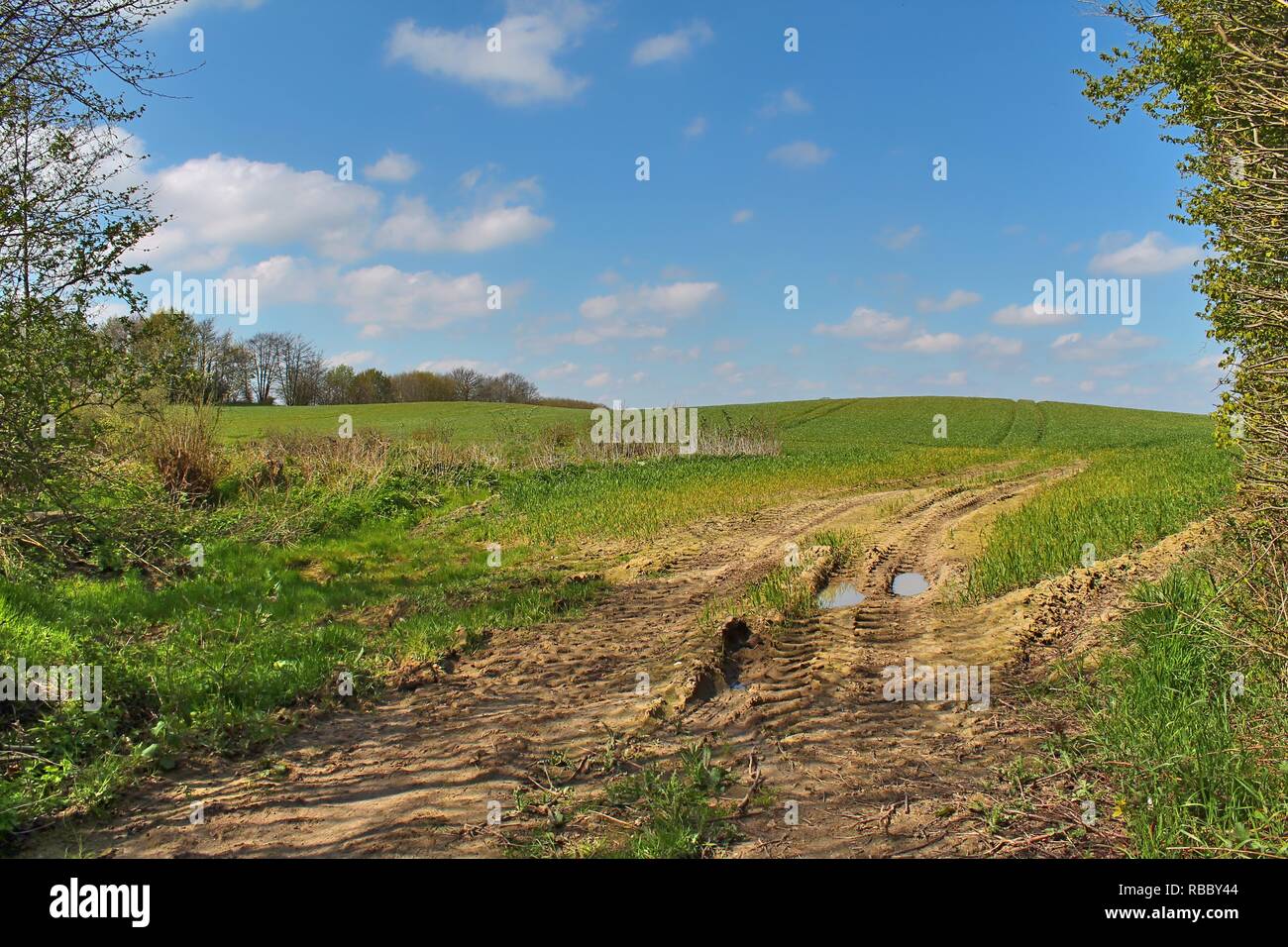 Beautiful landscape with green grass and nice trees in northern Germany ...