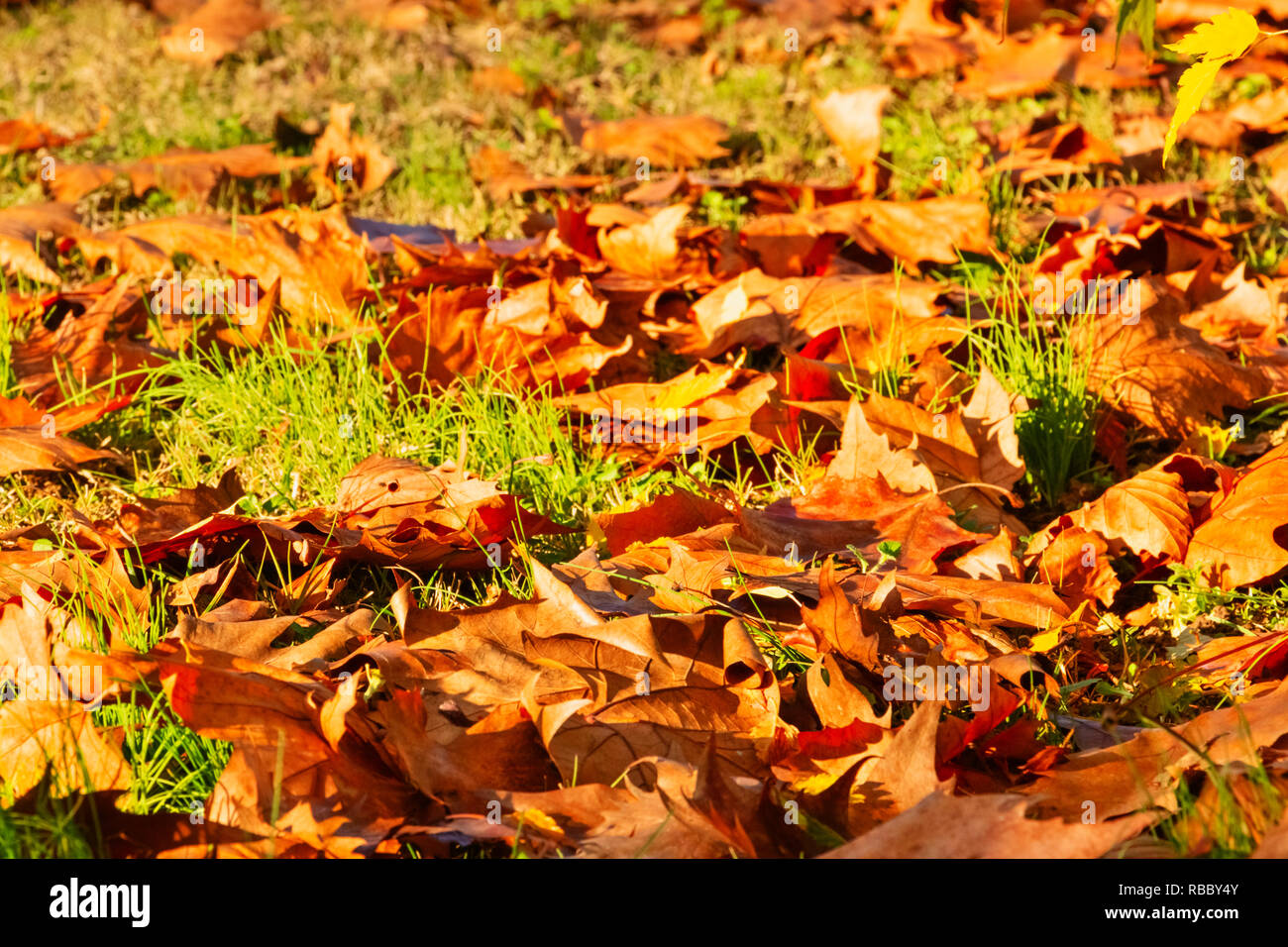Several American sycamore leaves on a bright and sunny field ,autumn ...
