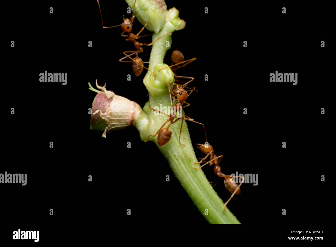 Macro shot of red ant in nature. Red ant is very small. Selective focus ...