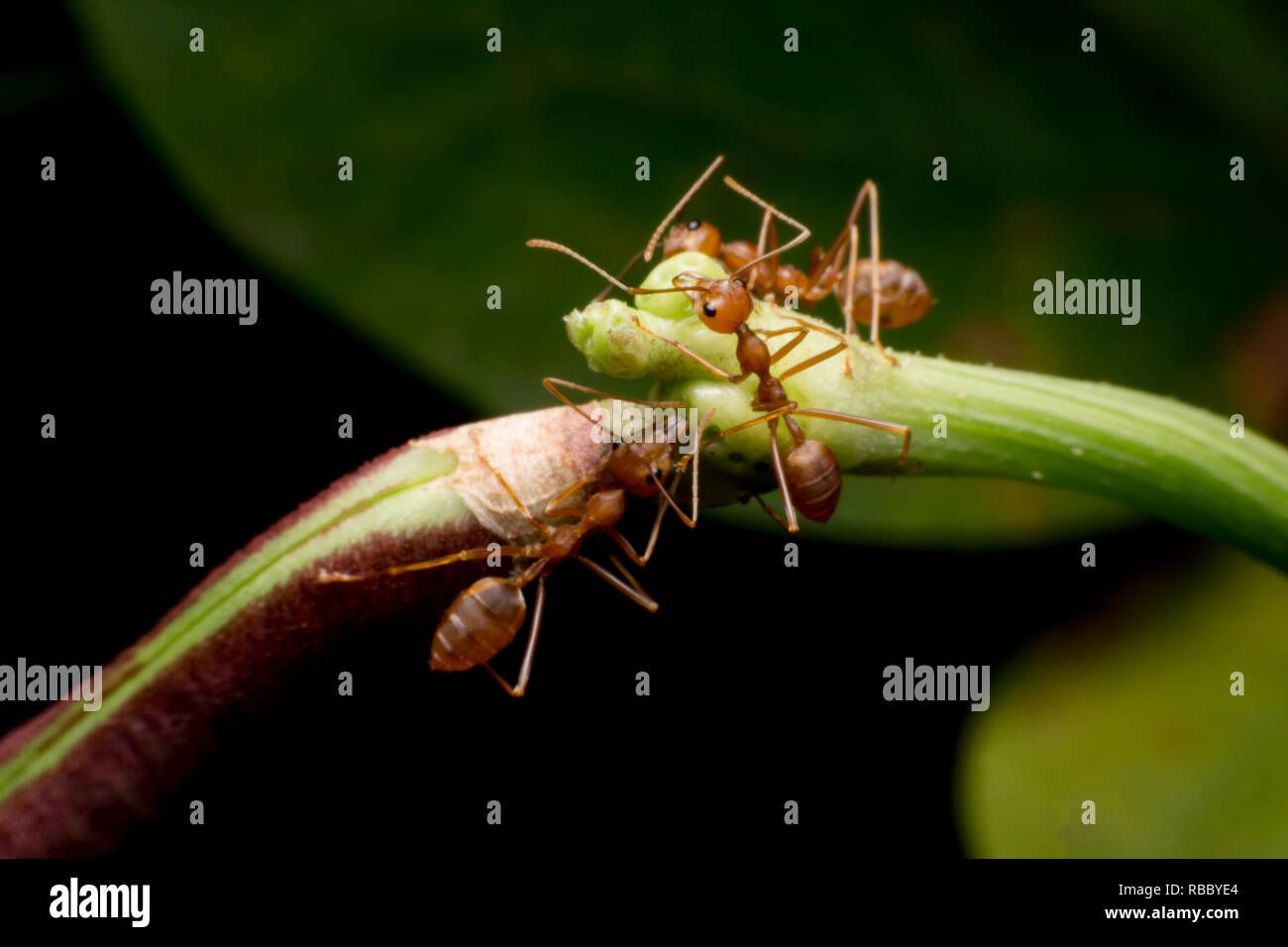 Macro shot of red ant in nature. Red ant is very small. Selective focus ...