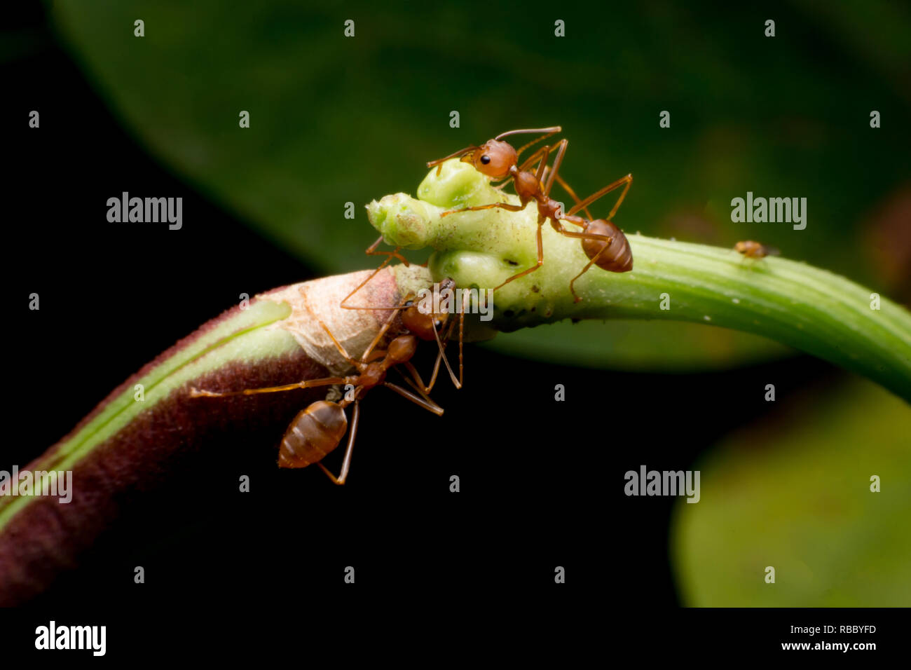 Macro shot of red ant in nature. Red ant is very small. Selective focus ...