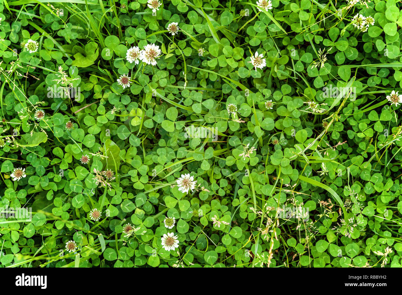 White dutch clover on lawn hi-res stock photography and images - Alamy