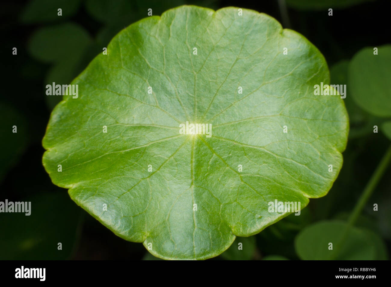 Hydrocotyle asiatica hi-res stock photography and images - Alamy