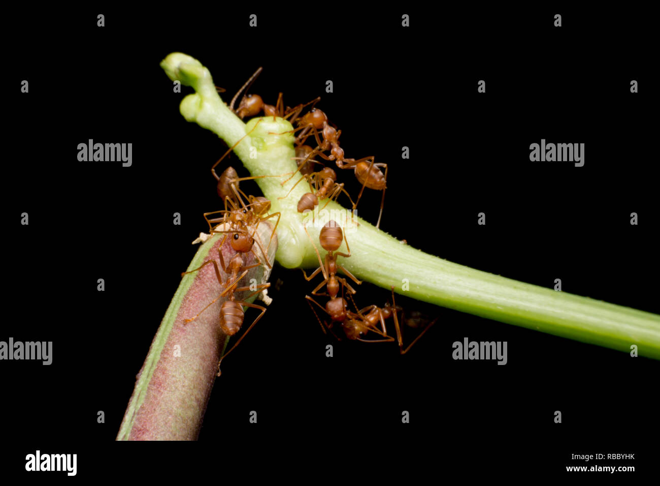 Macro shot of red ant in nature. Red ant is very small. Selective focus ...