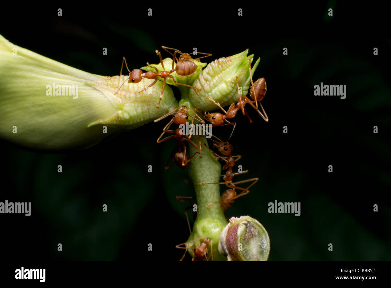 Soldier ant hi-res stock photography and images - Alamy