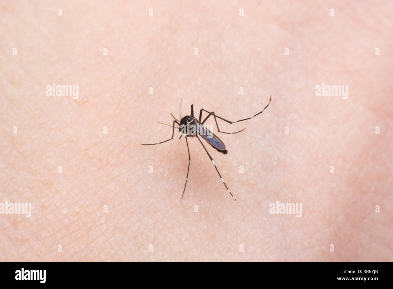 Close-up mosquito sucking blood Stock Photo - Alamy