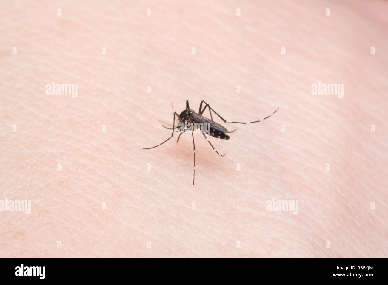 Close-up mosquito sucking blood Stock Photo - Alamy