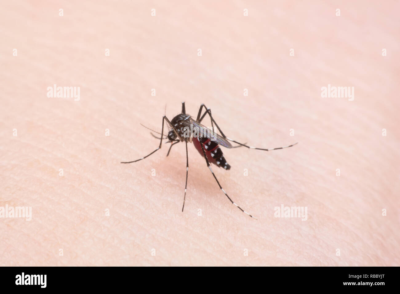 Close-up mosquito sucking blood Stock Photo - Alamy