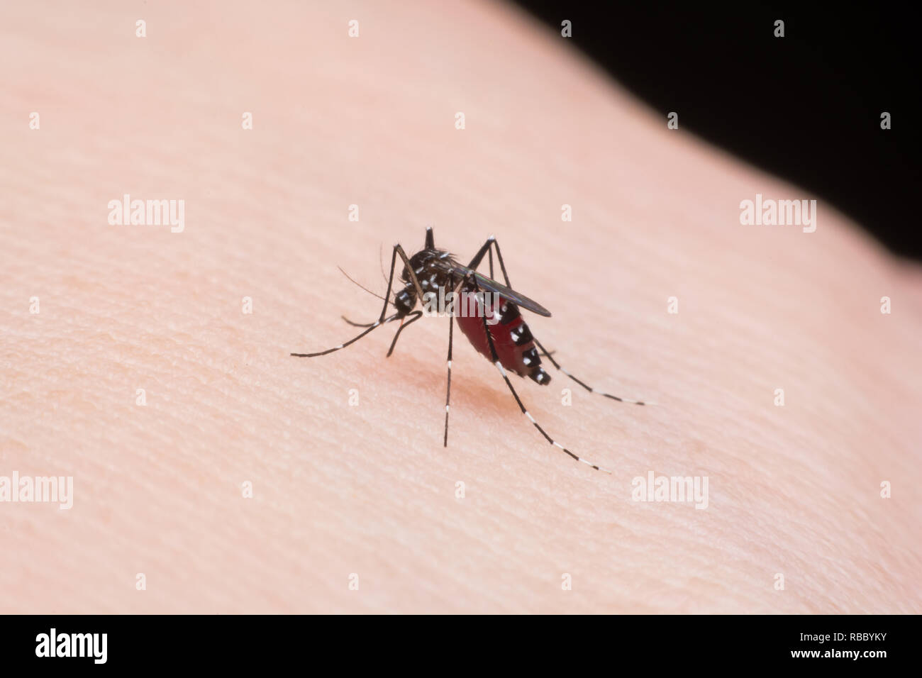 Close-up mosquito sucking blood Stock Photo - Alamy