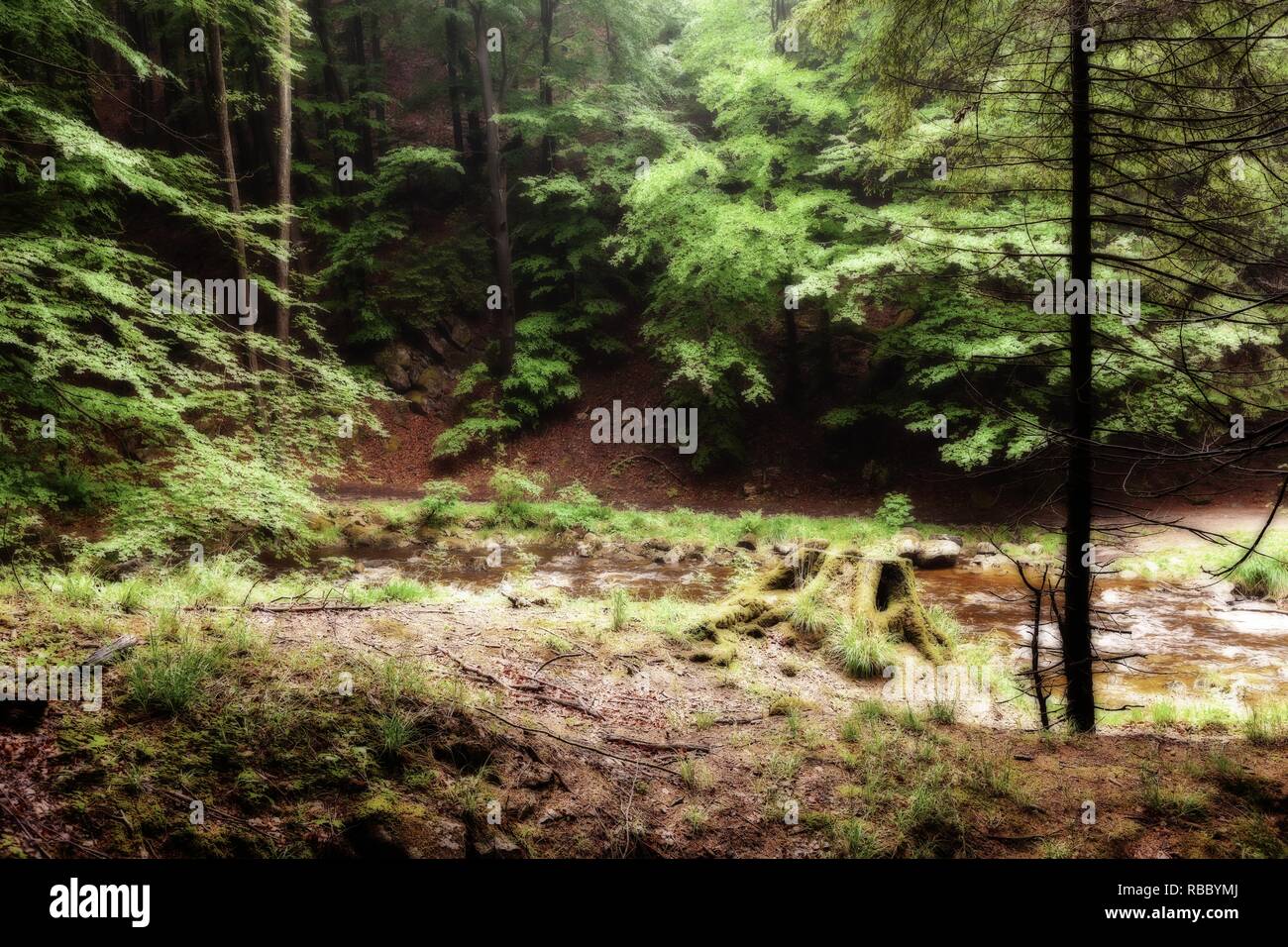 Mountain Stream surrounded by natural forest in a clearing Stock Photo ...
