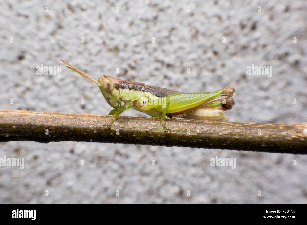 Macro of a Grasshopper on branch Stock Photo - Alamy