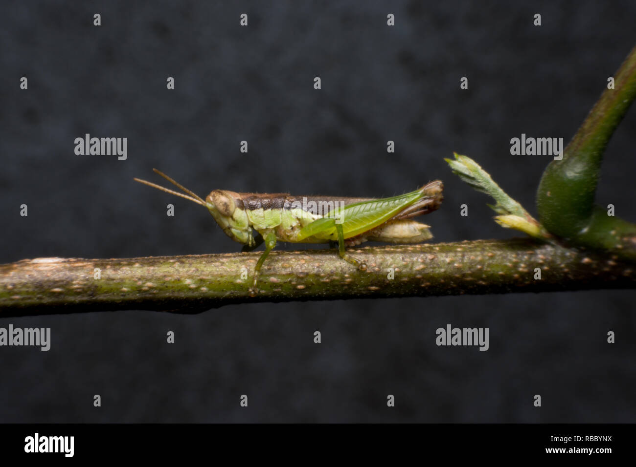 Beautiful grasshopper on green branch hi-res stock photography and ...
