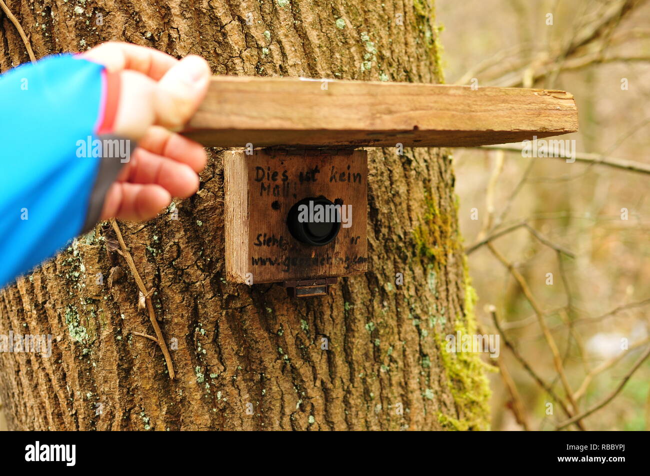 geocaching boy finds a well camouflaged cache in the forest Stock Photo ...