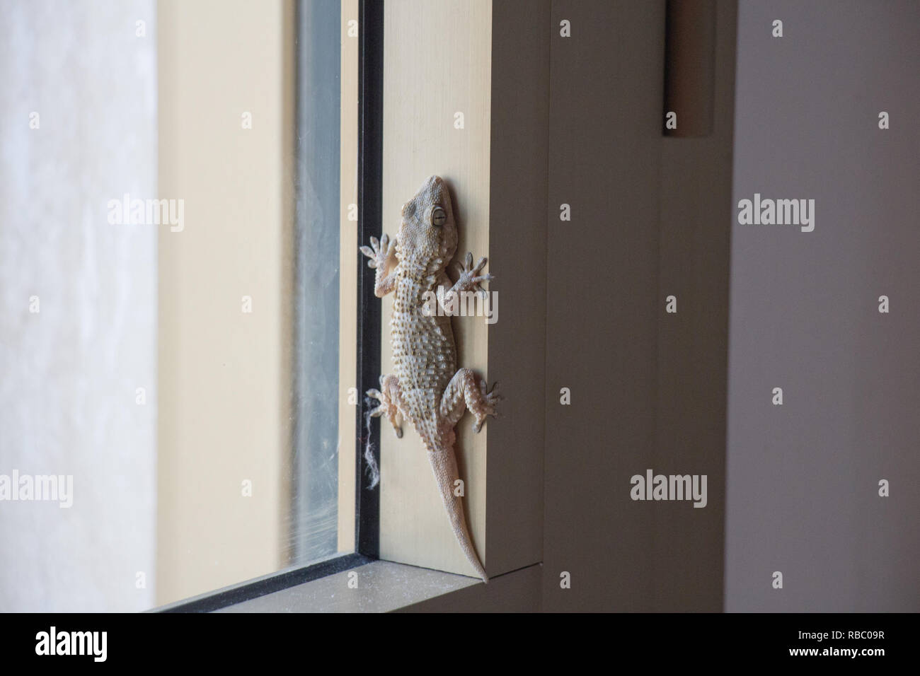 The view of a lizard at a window Stock Photo - Alamy
