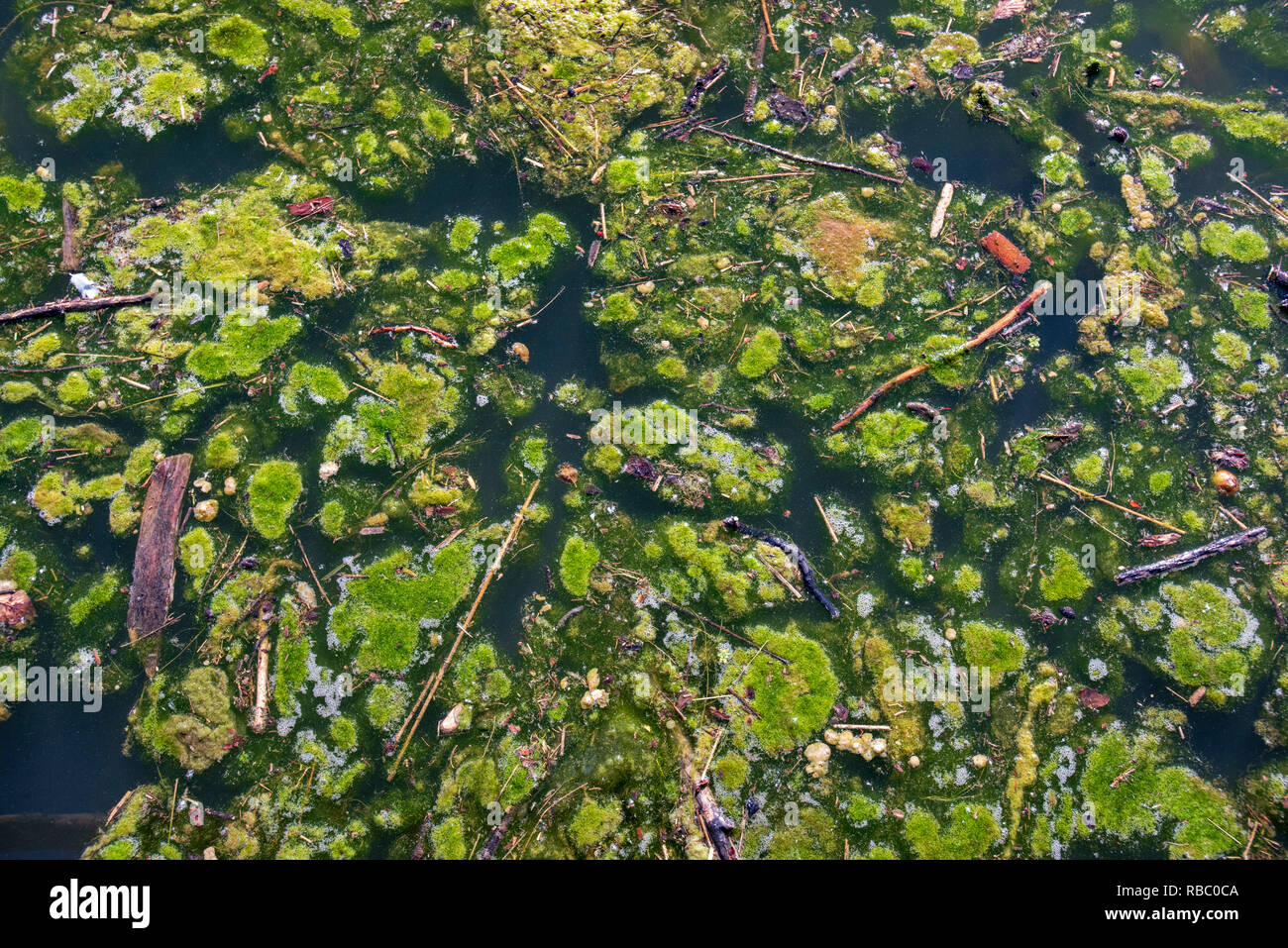 pollution with algae blooming in water Stock Photo - Alamy