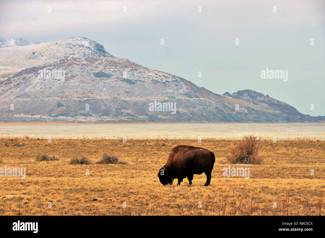 American Bison grazing on the prairie Stock Photo - Alamy