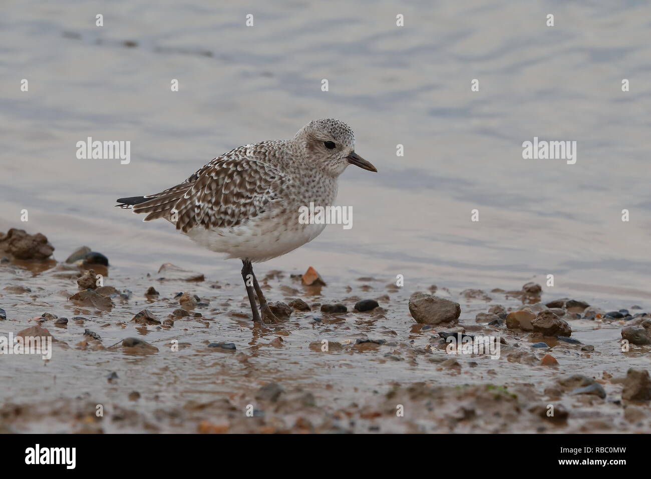 Winter Plumage Grey Plover Stock Photo - Alamy