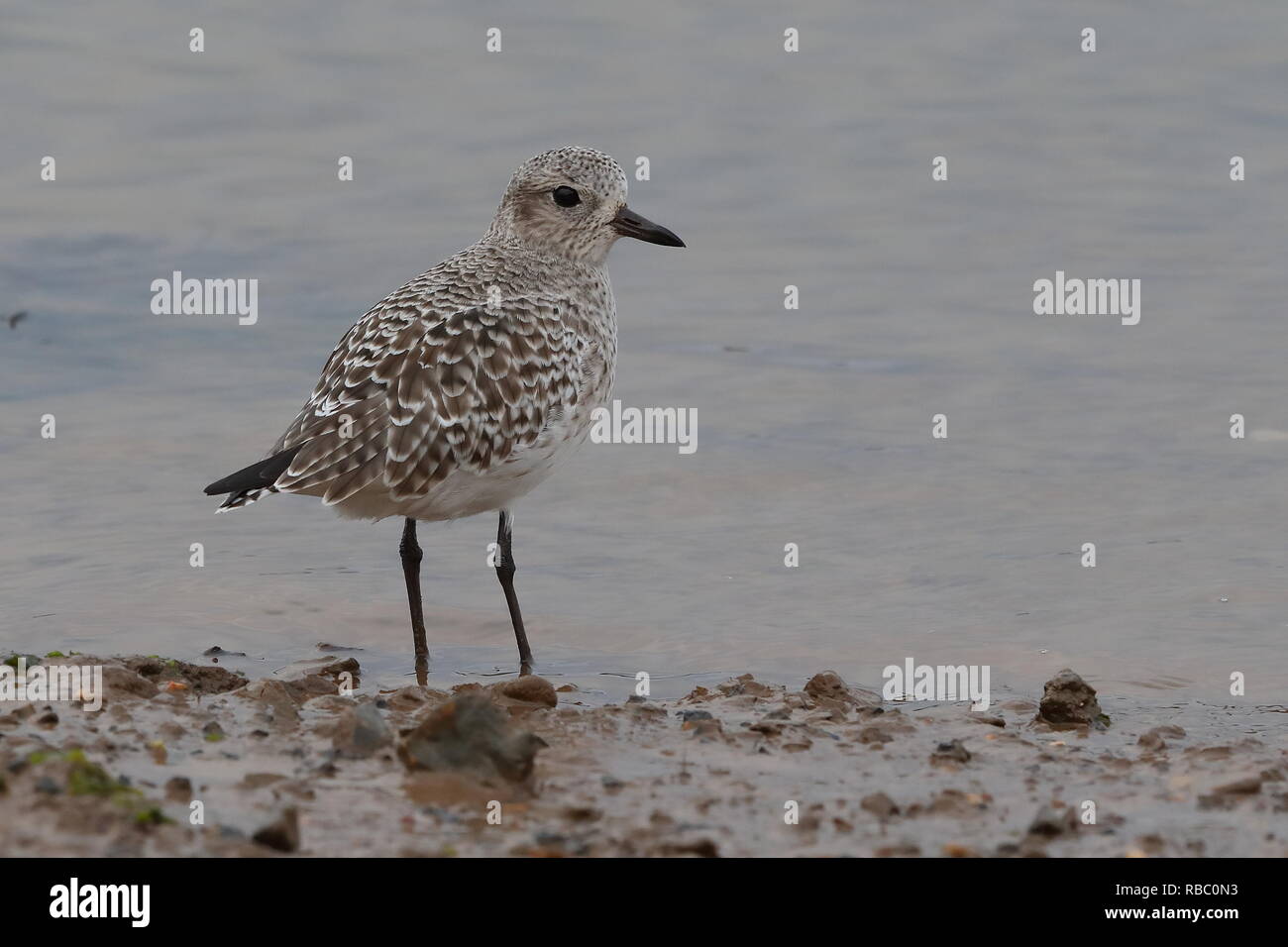 Grey plover winter plumage hi-res stock photography and images - Alamy