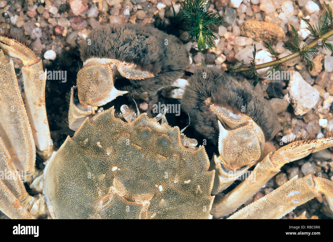 Chinese Mitten Crab High Resolution Stock Photography and Images - Alamy