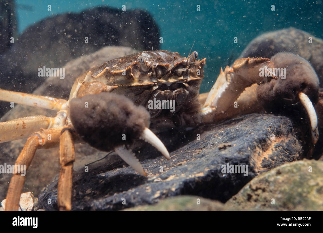 Chinese Mitten Crab High Resolution Stock Photography and Images - Alamy