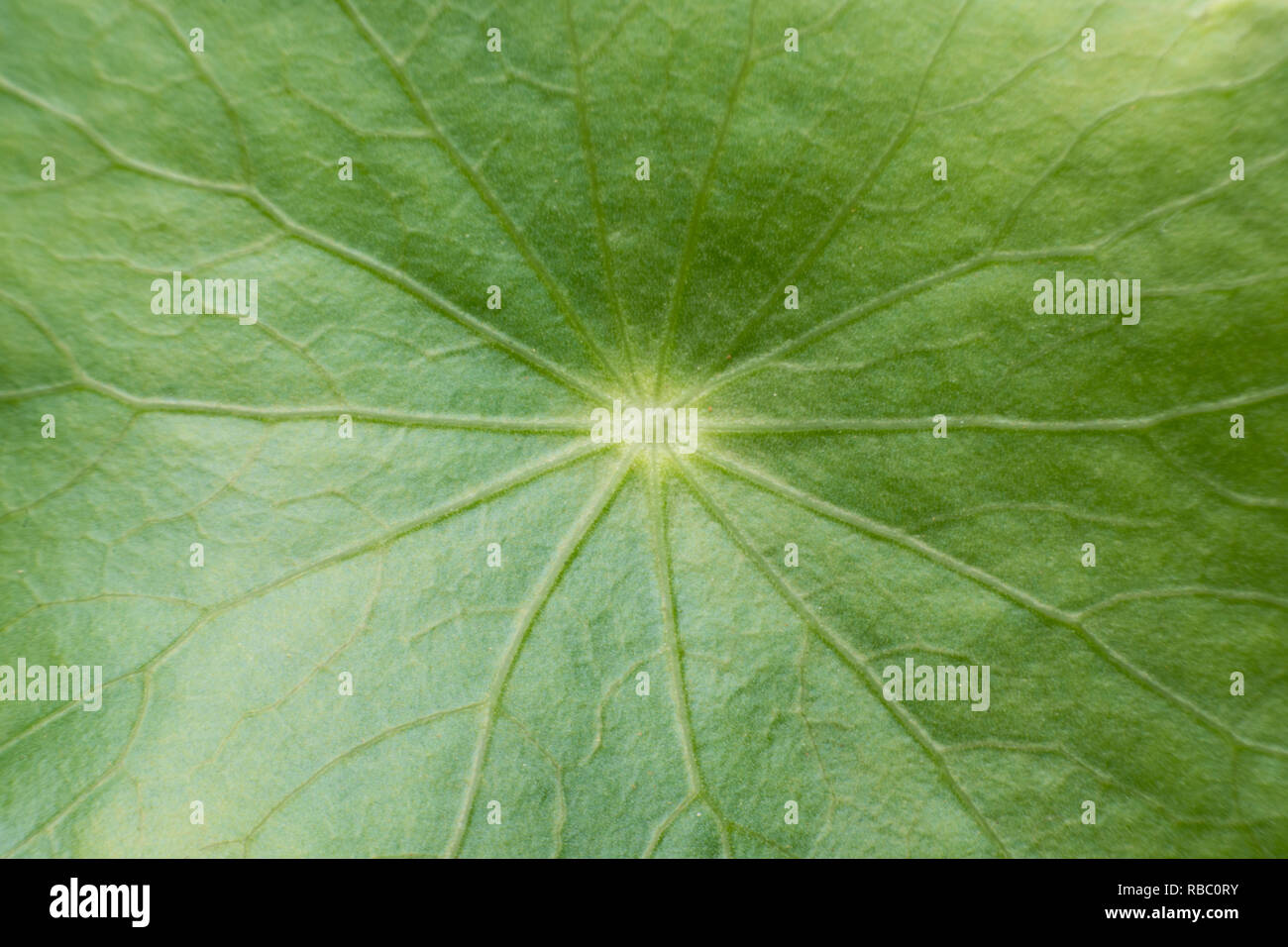 Centella asiatica l hi-res stock photography and images - Alamy