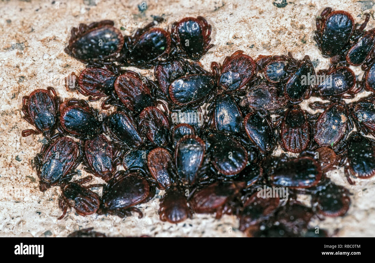 Sheep Ticks Stock Photos & Sheep Ticks Stock Images - Alamy