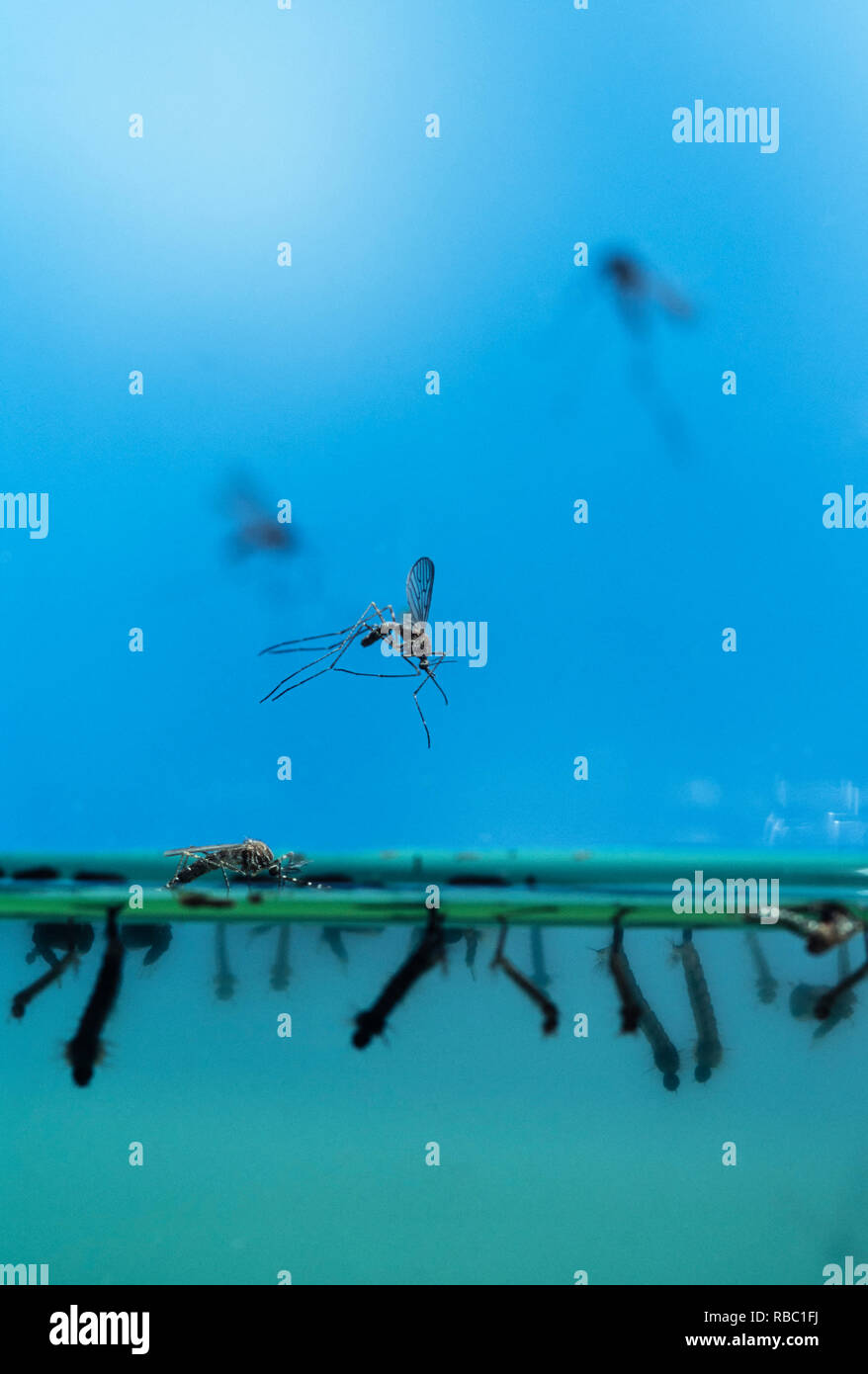 Common House Mosquito Culex Pipiens High Resolution Stock Photography ...