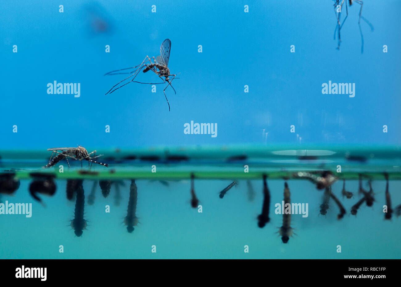 Common House Mosquito Culex Pipiens High Resolution Stock Photography ...