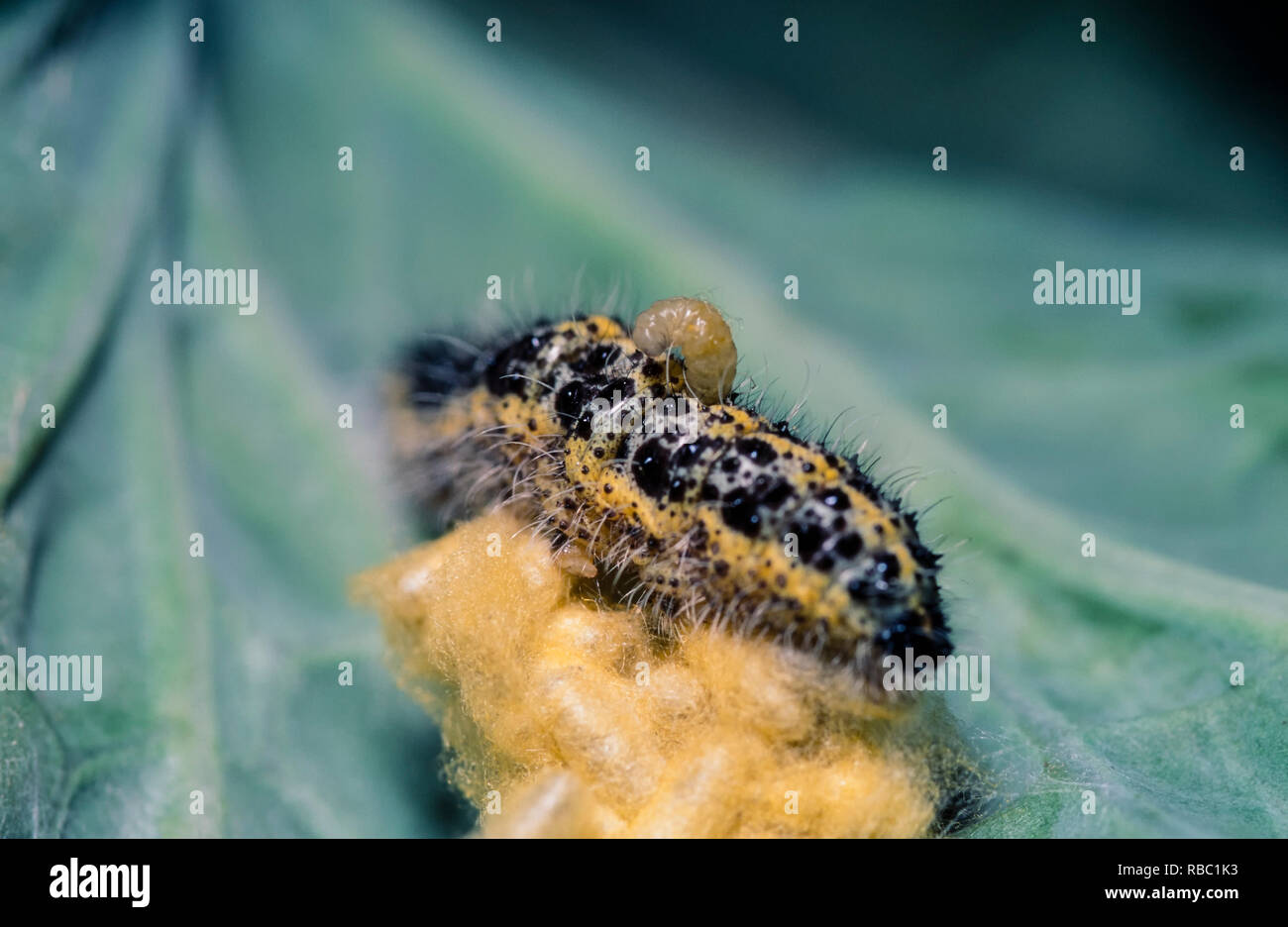 White Butterfly Parasite High Resolution Stock Photography and Images ...