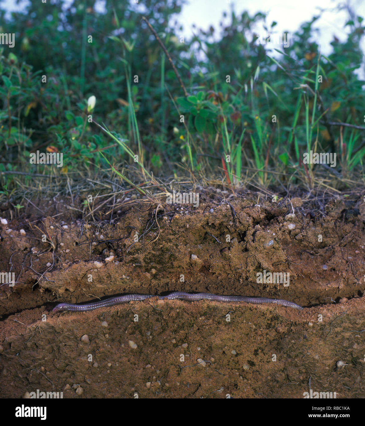 Underground Species High Resolution Stock Photography and Images - Alamy