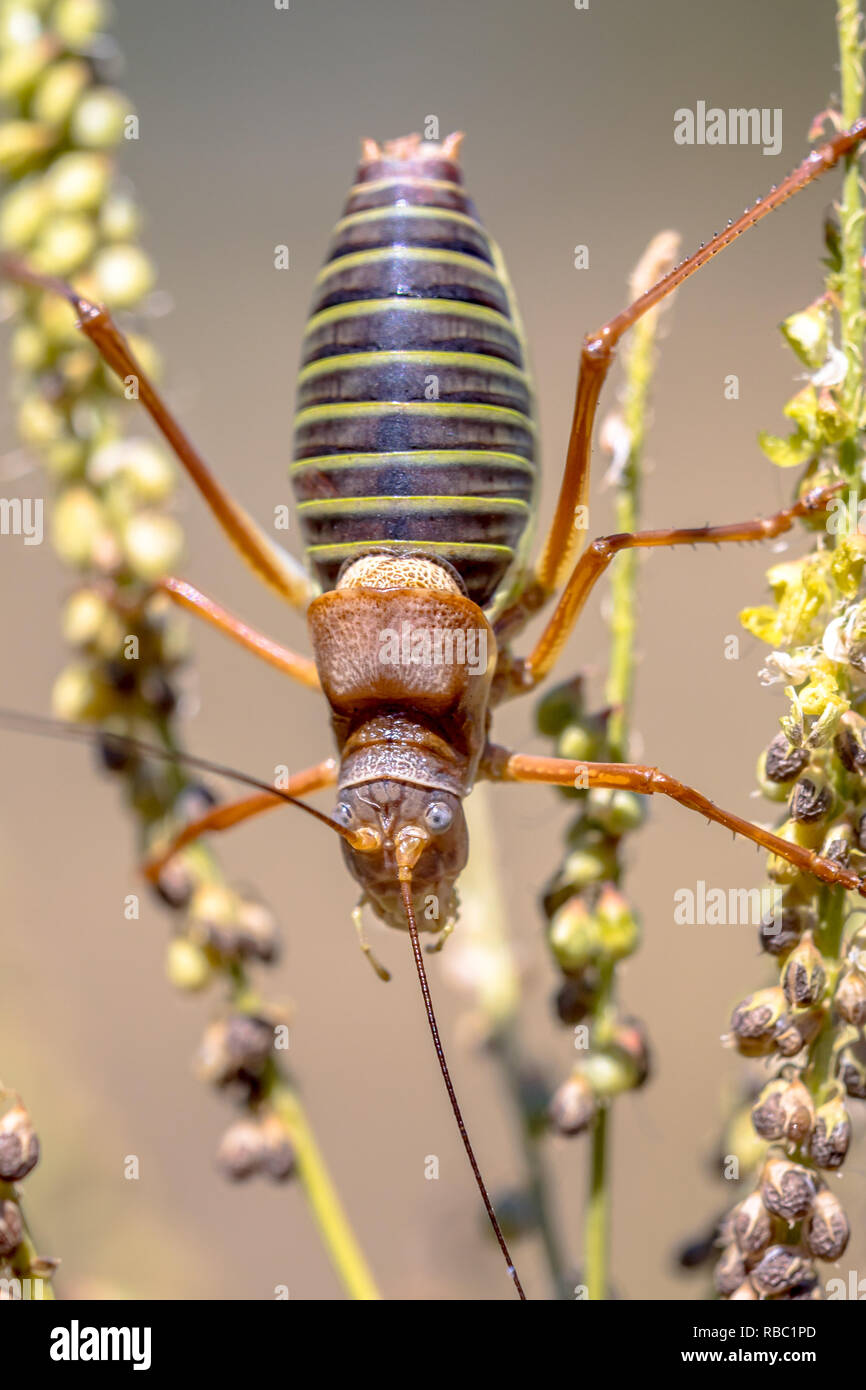 Saddle bush cricket hi-res stock photography and images - Alamy