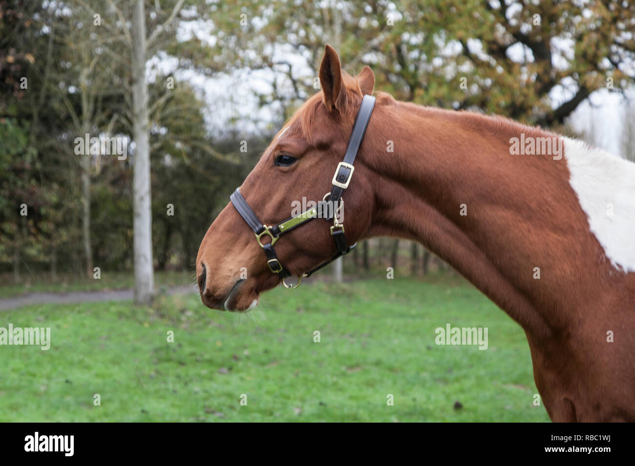 Horses facing left hi-res stock photography and images - Alamy