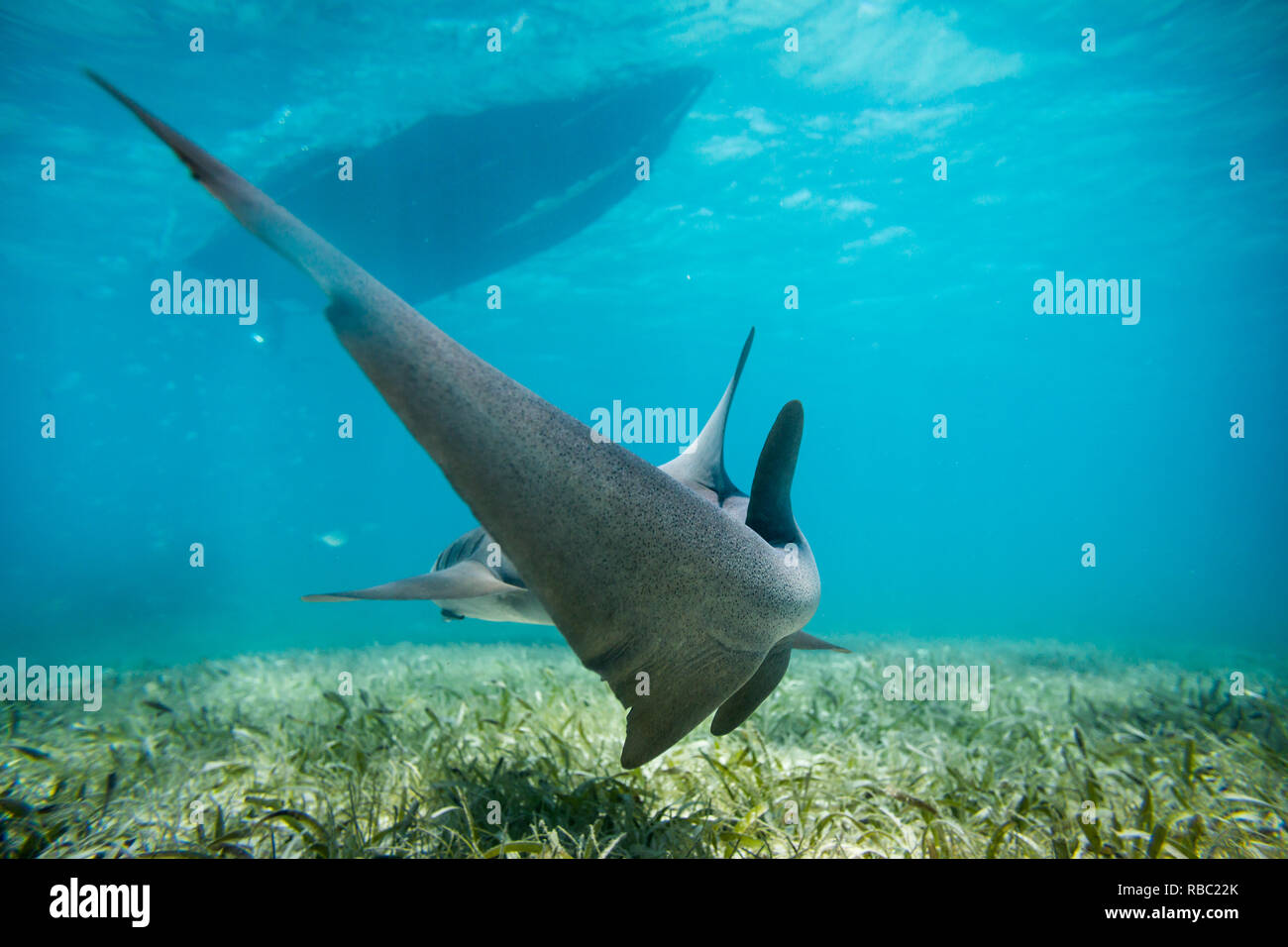 Swimming with sharks in Belize Stock Photo - Alamy
