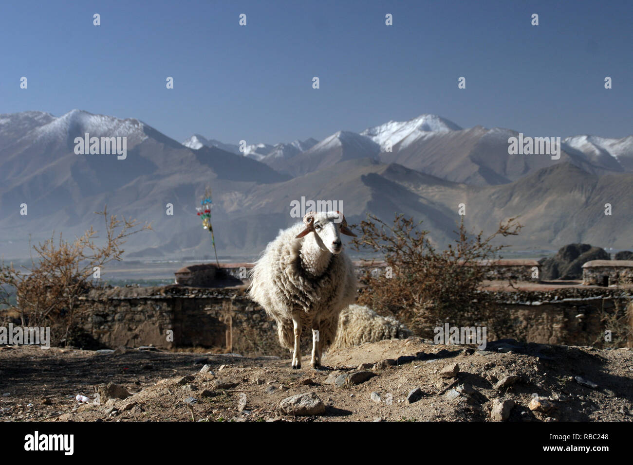 goat standing on a pile of rubble in front of the Himalayas in Tibet ...