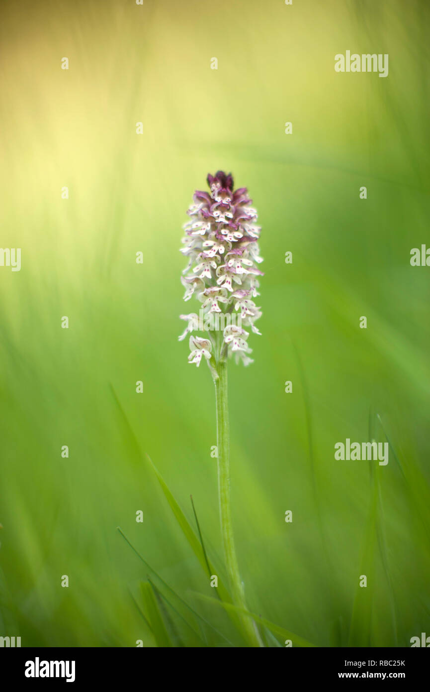 Slim flower hi-res stock photography and images - Alamy